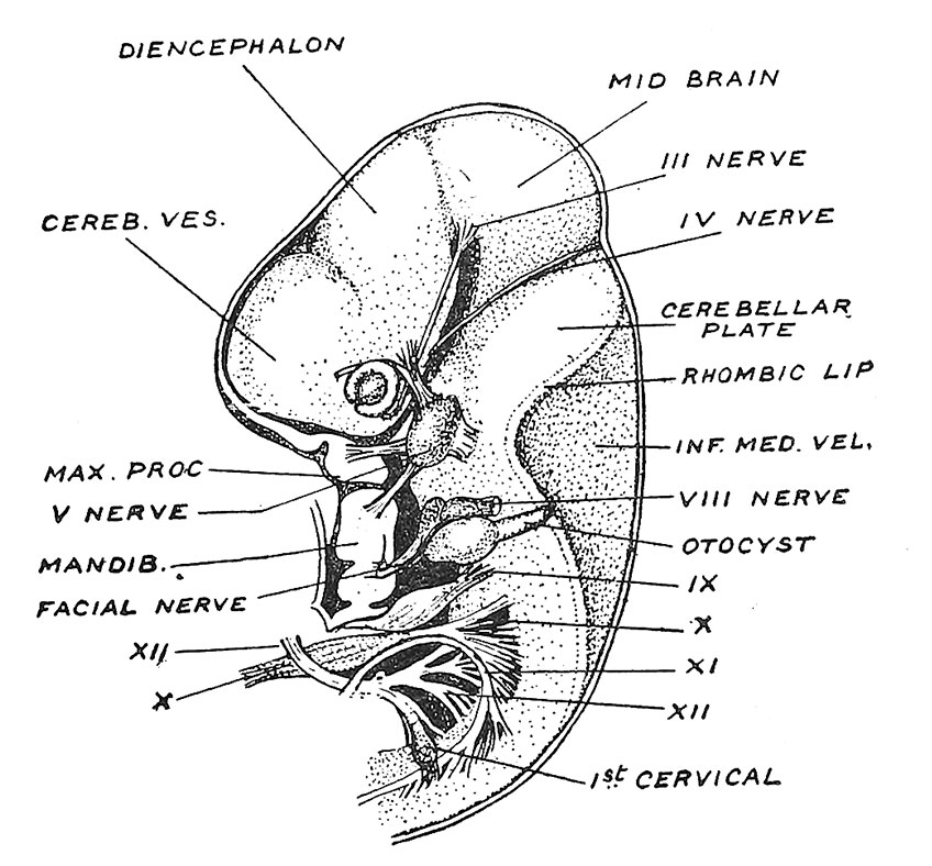 Human Embryology and Morphology 8 - Embryology