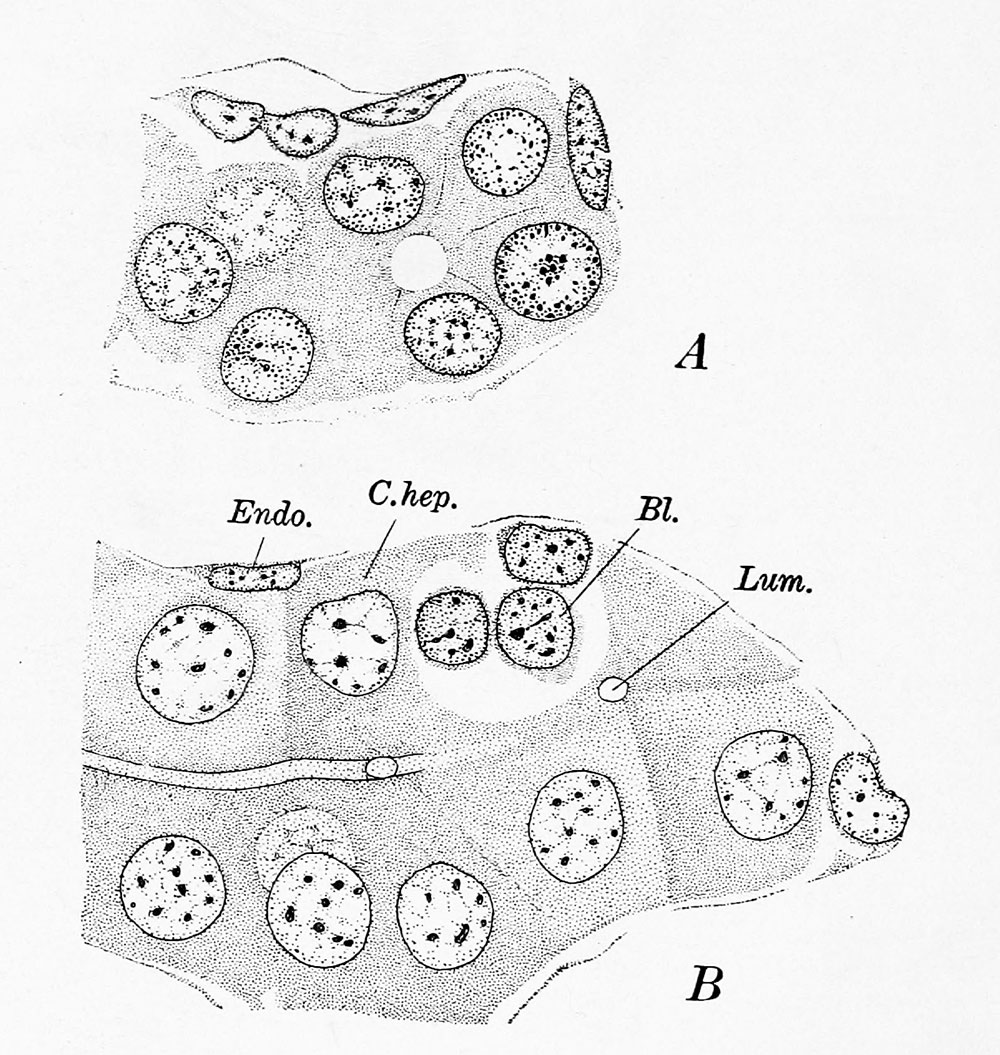 Book - Manual of Human Embryology 17-7 - Embryology
