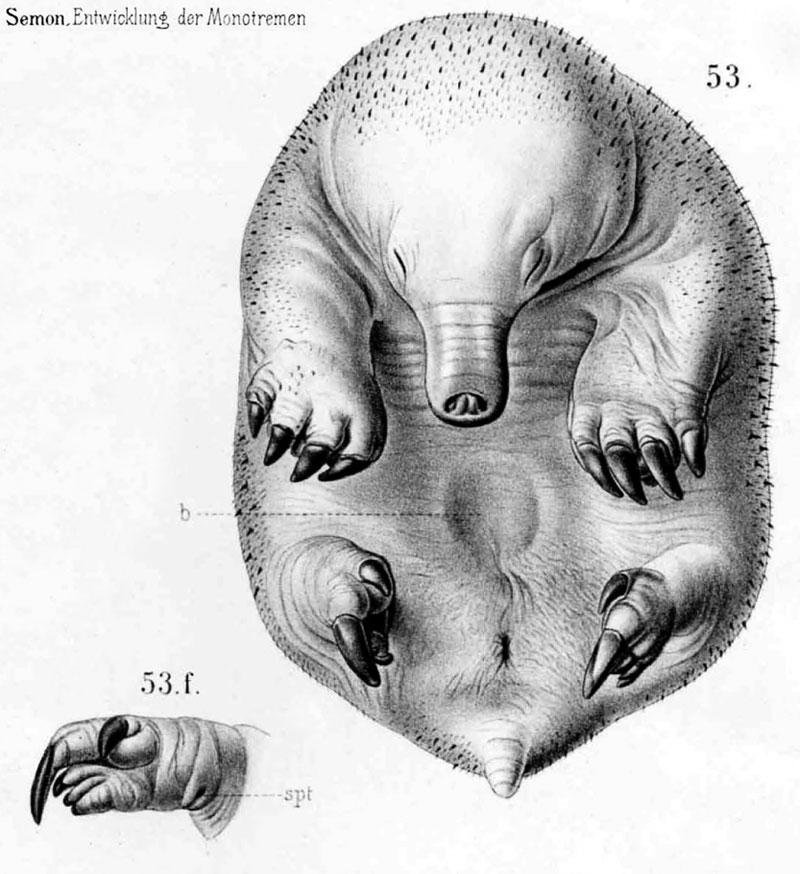 File:Echidna historic embryology 53.jpg - Embryology