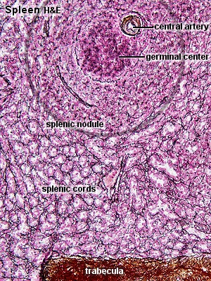 Spleen Histology