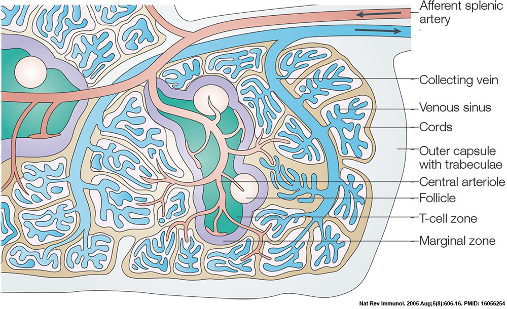 What Is Trabeculae In Spleen