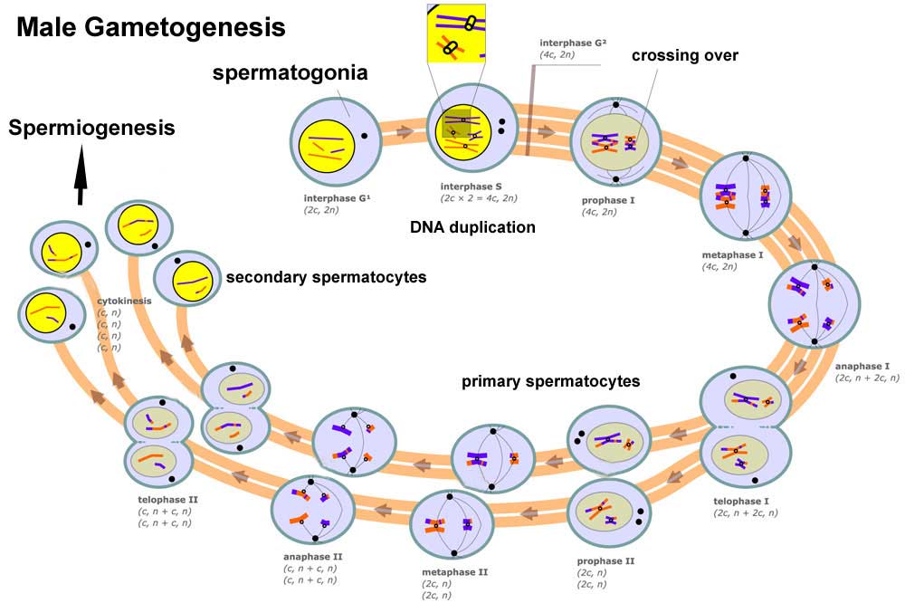 Gametogenesis