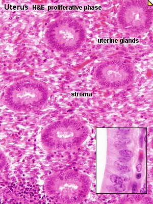 Proliferative Phase Endometrium Diagram The Ovarian Cycle, The