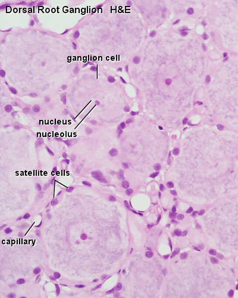 Dorsal Root Ganglion Histology HLS [ Nervous Tissue And Neuromuscular