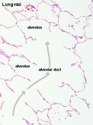 Alveolar Duct Histology