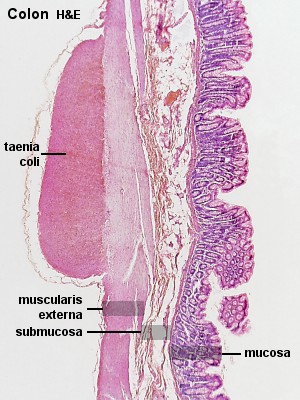 Teniae Coli Muscle