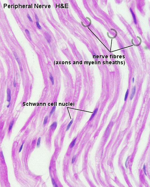 File:Peripheral nerve histology 03.jpg - Embryology