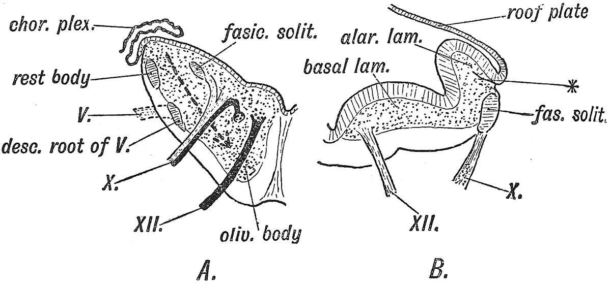 Human Embryology and Morphology 8 - Embryology