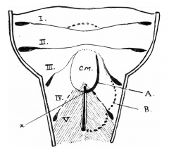 Respiratory System Development - Embryology