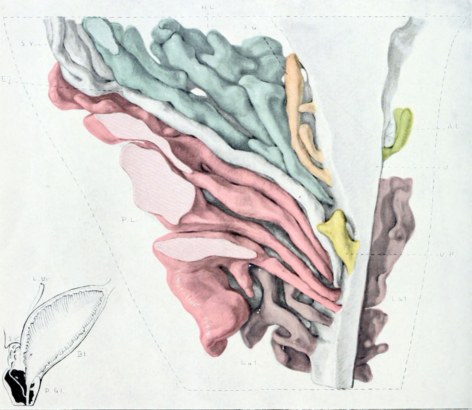 Paper - The development of the human prostate gland with reference to ...