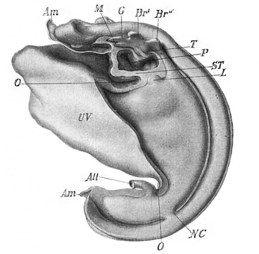 Paper - The Development of the Nose and of the Pharynx and its ...