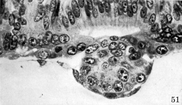 Carnegie stage 4 - Embryology