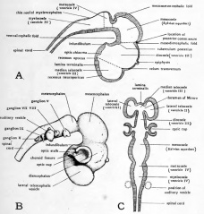 Embryology History - Bradley Patten - Embryology