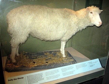 Sheep Development - Embryology