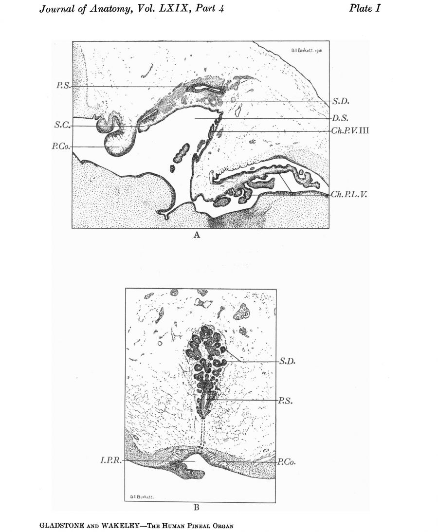 Paper - Development and histogenesis of the human pineal organ (1935 ...