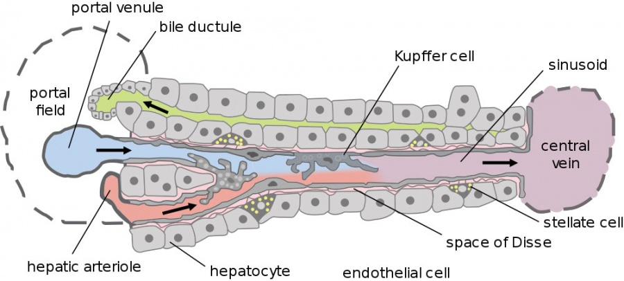 BGDB Gastrointestinal - Activity 3 - Embryology
