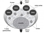 Lymph Node Development - Embryology