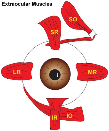 Vision - Extraocular Muscle Development - Embryology