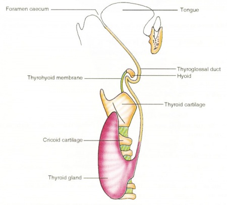 Endocrine - Thyroid Development - Embryology