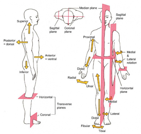 Developmental Mechanism - Axes Formation - Embryology