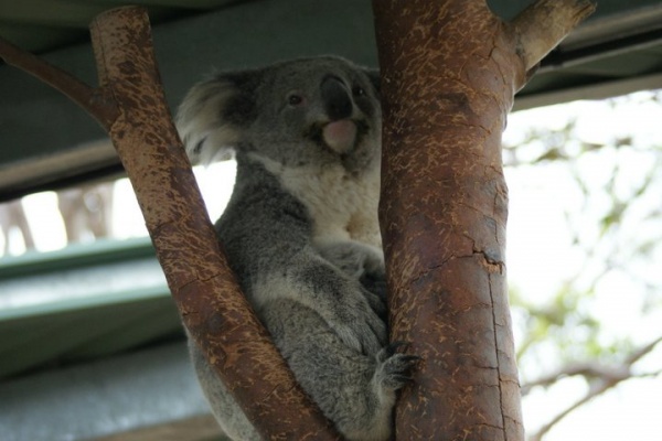 Koala Development - Embryology