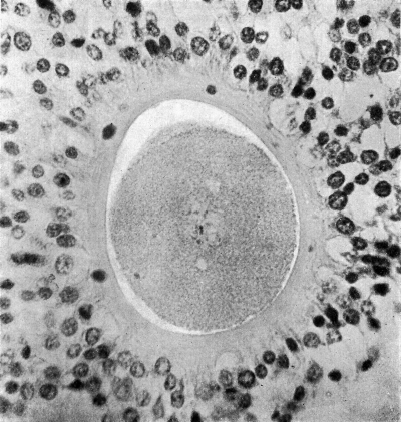 Paper - The Maturation of the Human Ovum - Embryology
