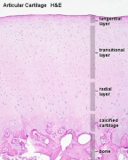 Cartilage Histology - Embryology