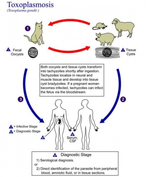 Human Abnormal Development - Embryology