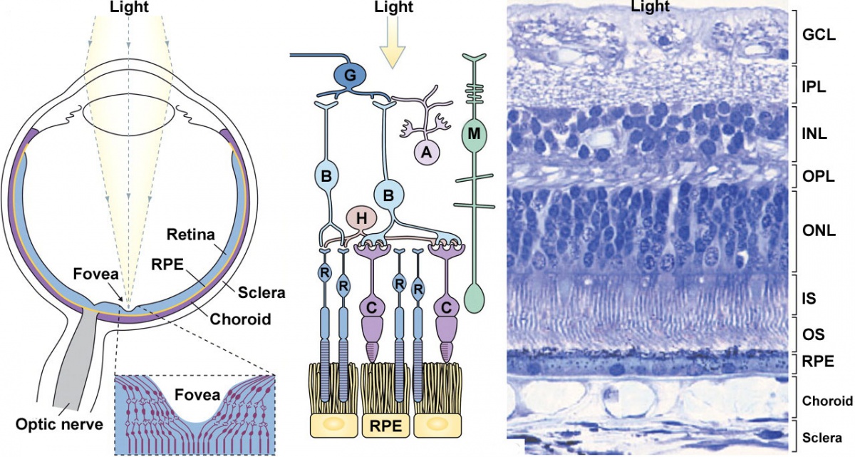 Sensory - Vision Development - Embryology