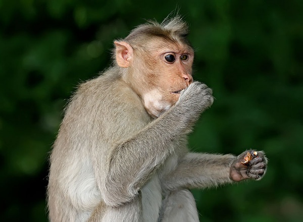 Monkey Development - Embryology
