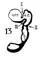 Category:Cat - Embryology