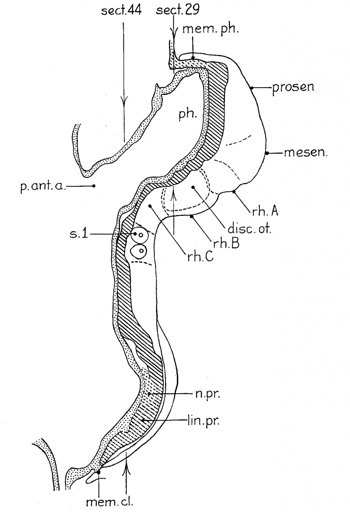 Paper - The subdivisions of the neural folds in man - Embryology