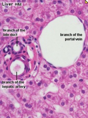 Gastrointestinal Tract - Histology - Embryology