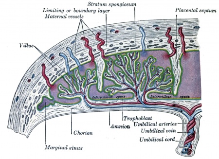 Endocrine - Placenta Development - Embryology