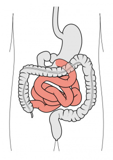 J - Embryology