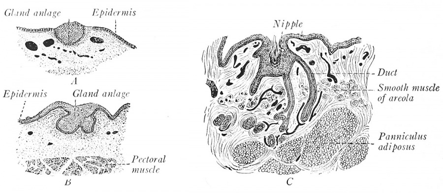 Book - Developmental Anatomy 1924-12 - Embryology