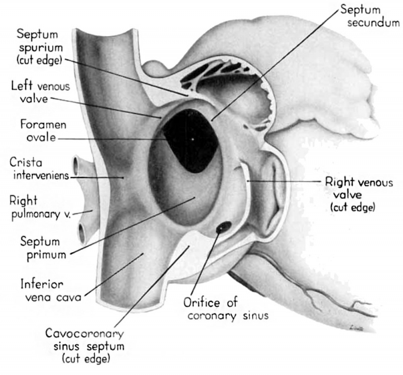 Paper - The human embryonic heart in the ninth week - Embryology