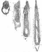Rat Development - Embryology