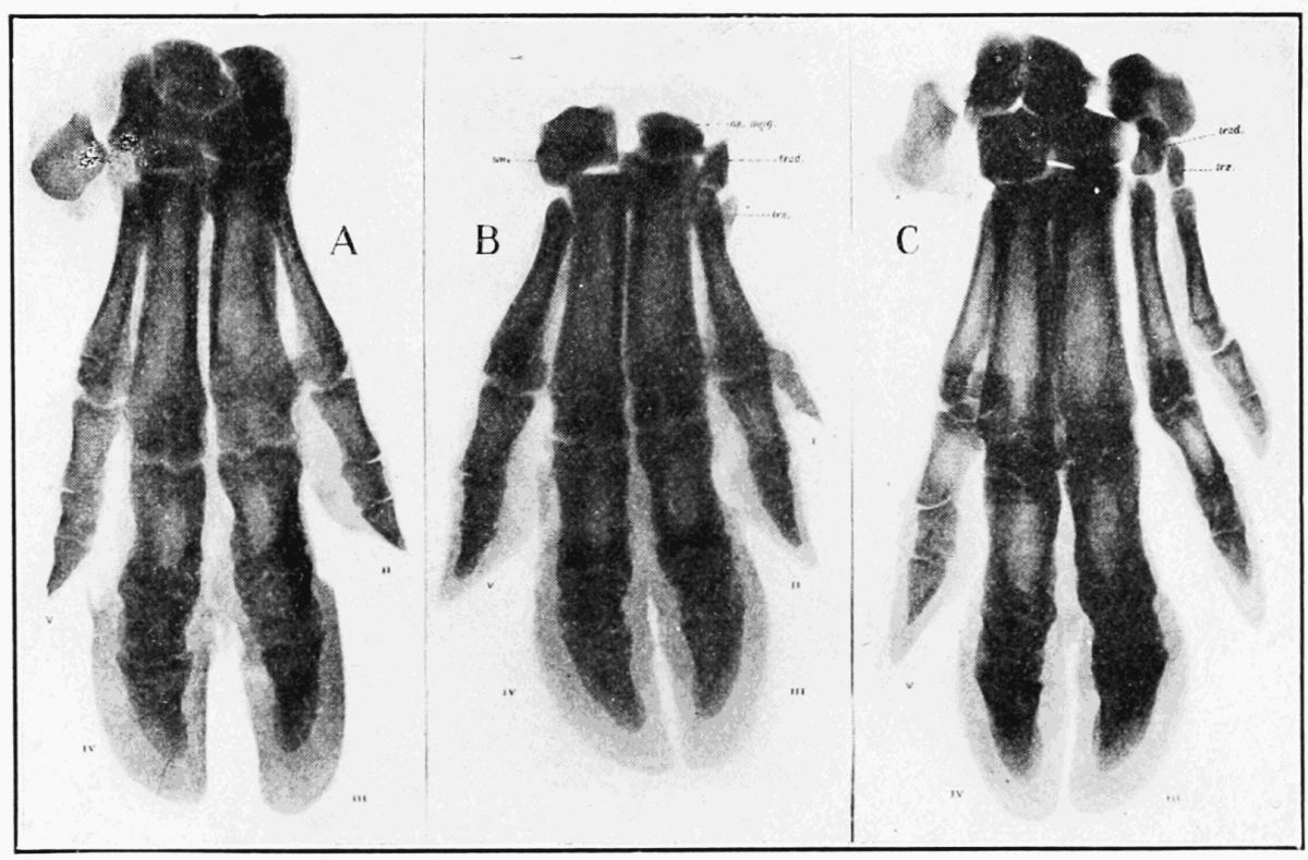 Paper - Extra digits and digital reductions - Embryology