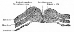 Category:Coelomic Cavity - Embryology