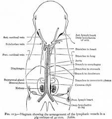 Pig Development - Embryology
