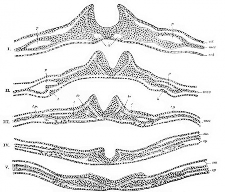 Dog Development - Embryology