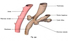 Gastrointestinal Tract - Pancreas Development - Embryology