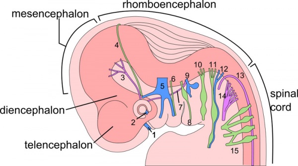 Neural - Cranial Nerve Development - Embryology