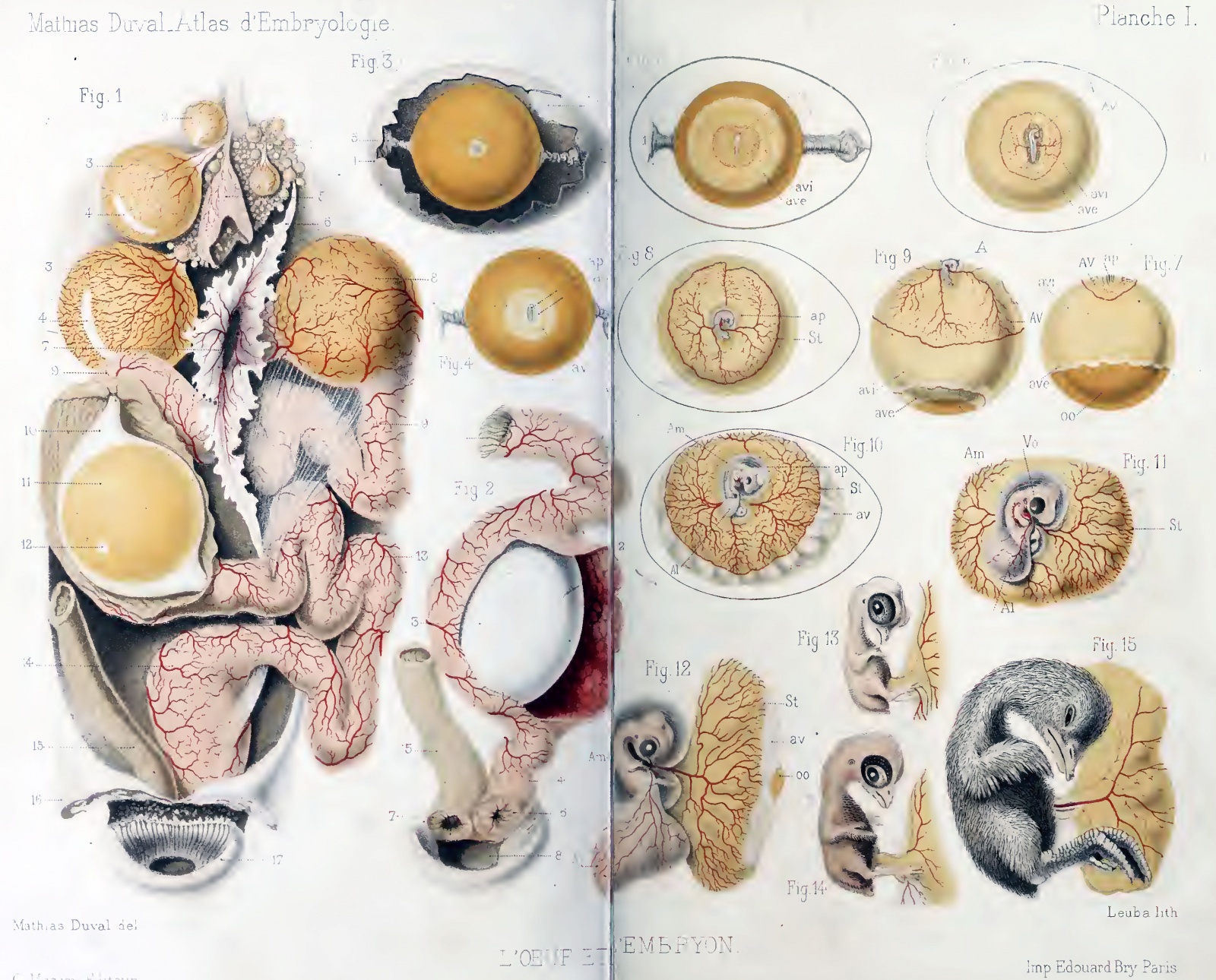 Book - Atlas d'embryologie (1889) - Embryology