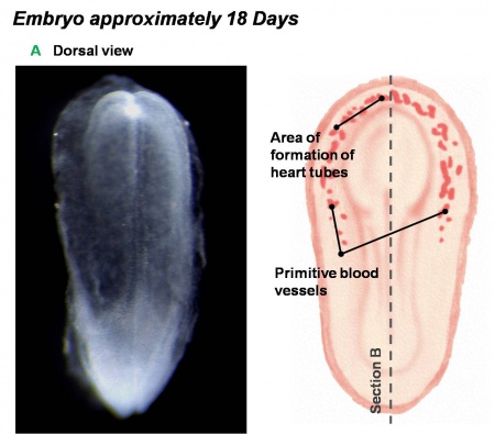 Intermediate - Primordial Heart Tube - Embryology