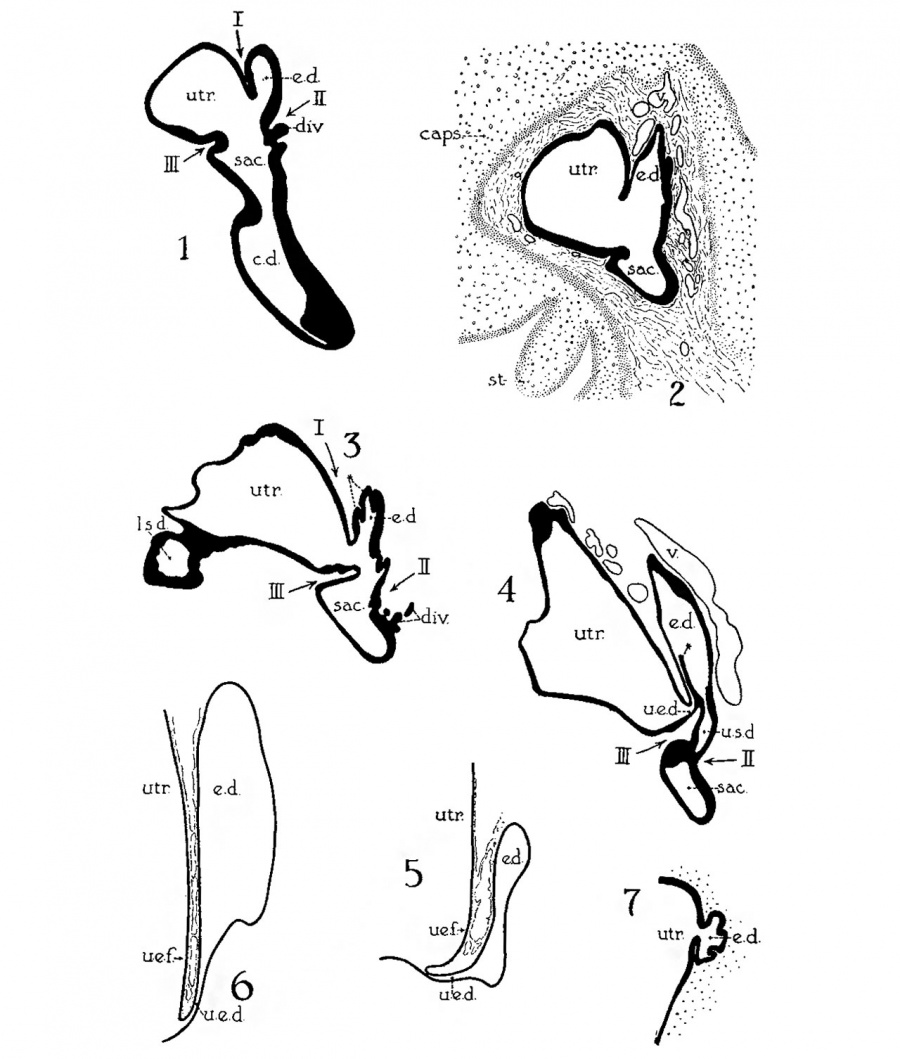 Paper - The early development of the membranous labyrinth in mammalian ...