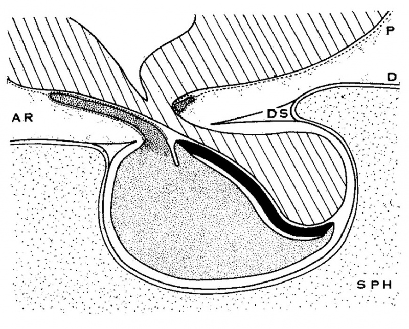 Paper - The development of the hypophysis cerebri in man (1926 ...