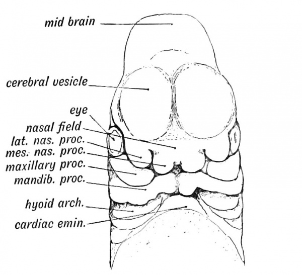 Book - Human Embryology and Morphology 1 - Embryology