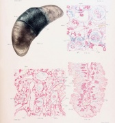 Cat Development - Embryology